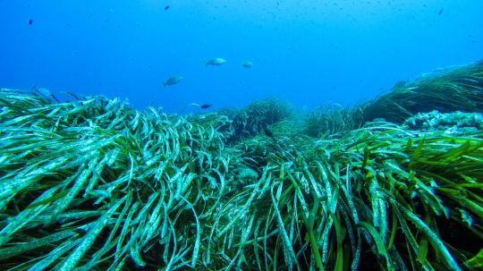 Conservazione della Posidonia: valutazione positiva nel 2023 e ...
